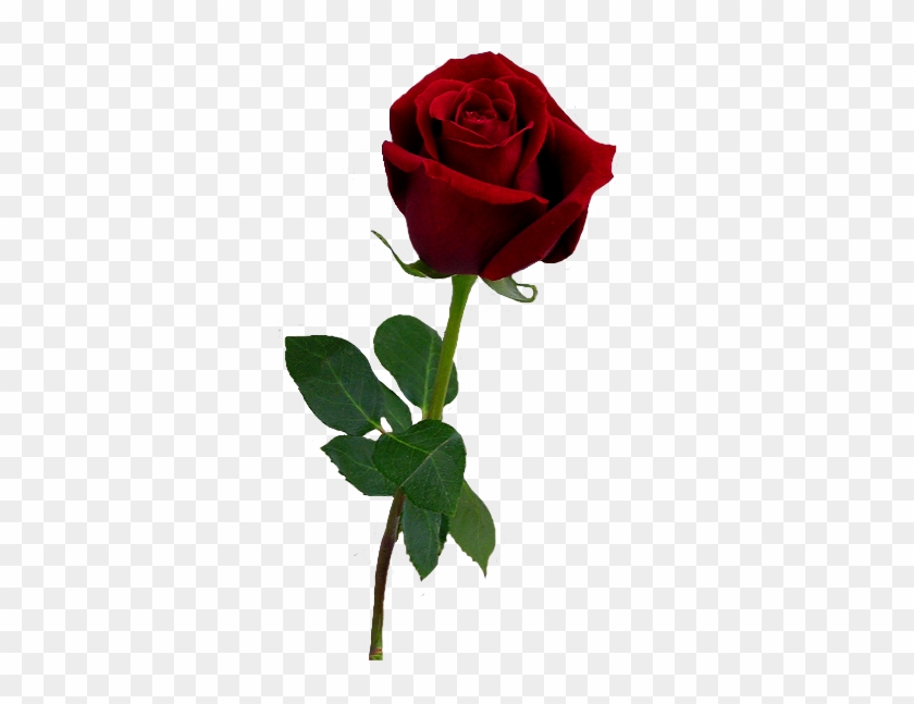Aesthetic Rose Png / 99+ rose png images for your graphic design ...